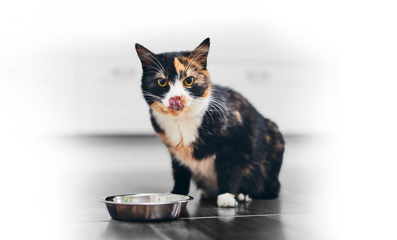 CUIDA LA SALUD RENAL DE TU FULL CAT - FullTrust